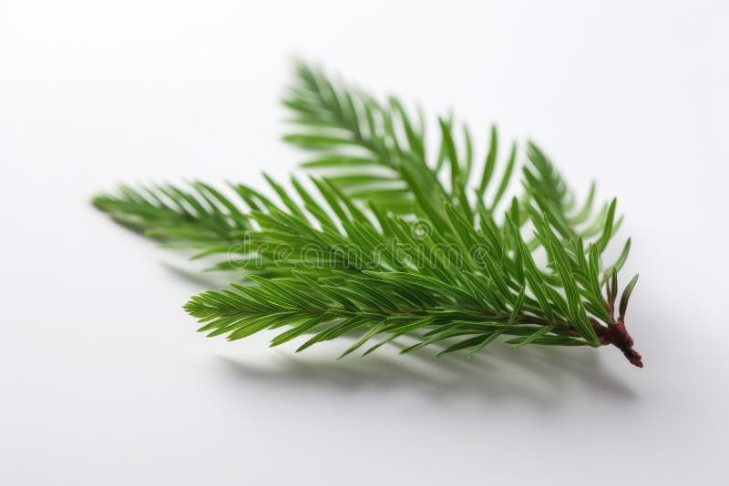 Cedar Leaf on White Background. Generative AI Stock Illustration ...
