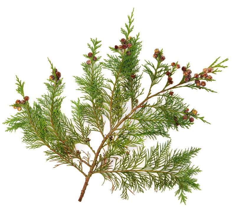 Cedar Leaves stock photo. Image of detail, background - 24520270