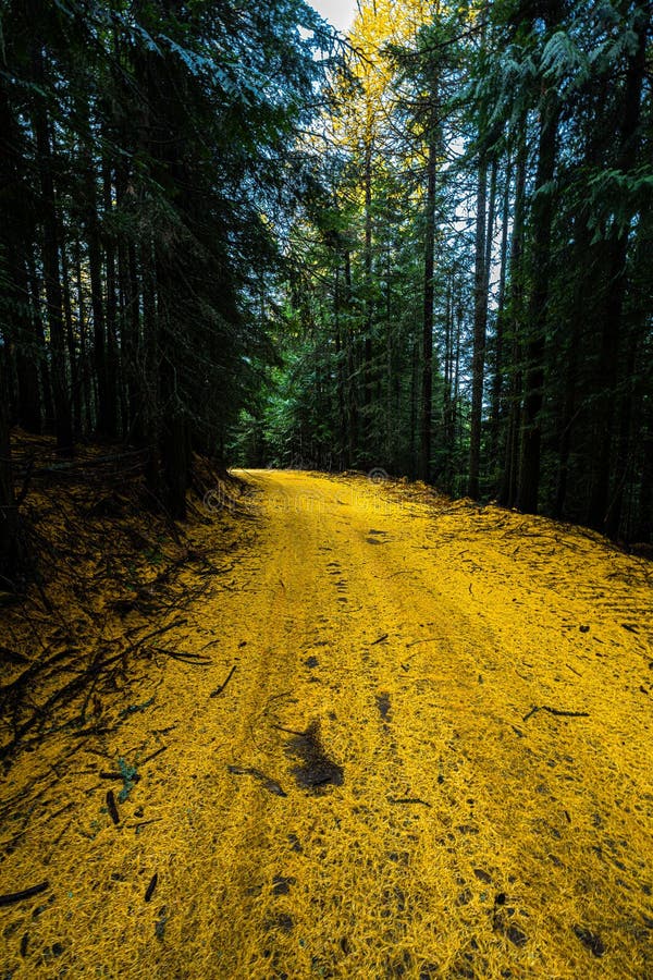 Cedar Leaves stock photo. Image of island, shining, sunny - 301913512