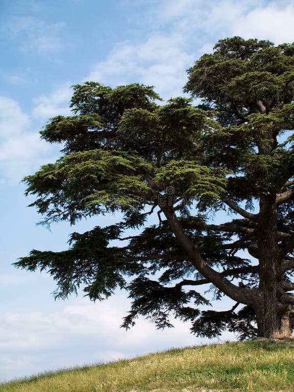 Cedar of lebanon stock image. Image of ancient, cortex - 11275615