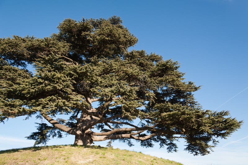 Cedar of Lebanon stock photo. Image of ledanon, environment - 22555770