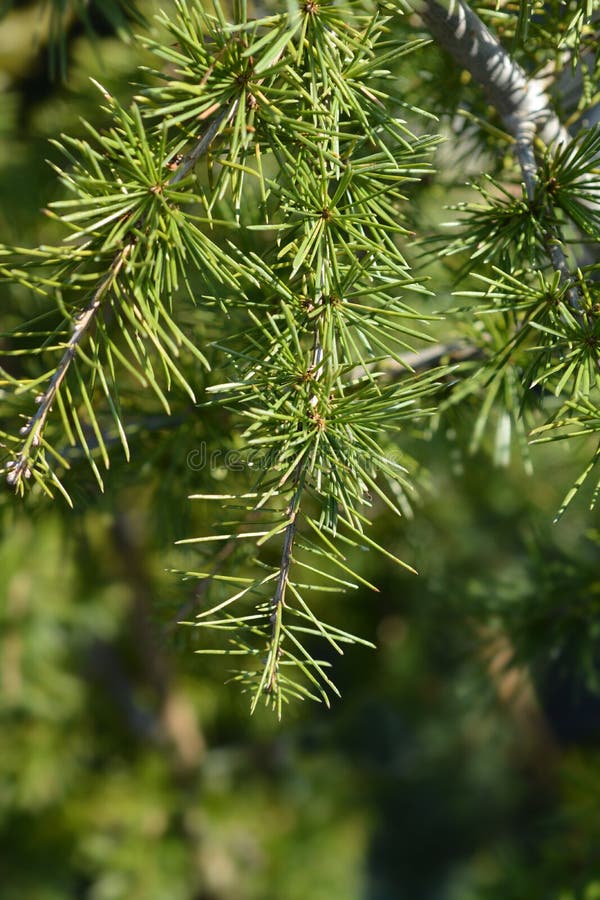 Cedar of Lebanon stock photo. Image of tree, cedar, lebanon - 176648714