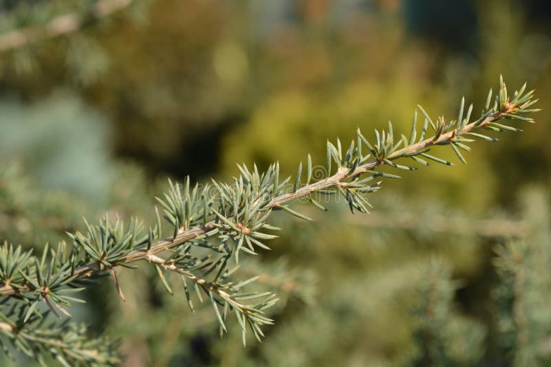 Cedar of Lebanon stock image. Image of branch, lebanon - 141554161