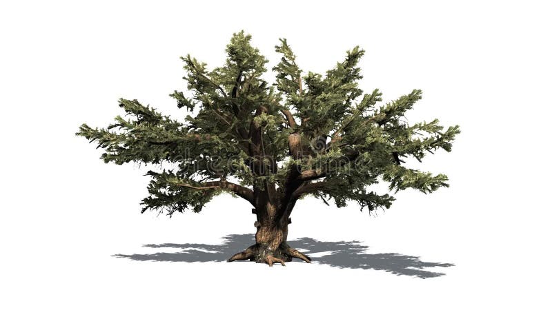 Cedar Plant Leaf Line Icon Animation Stock Footage - Video of teak ...