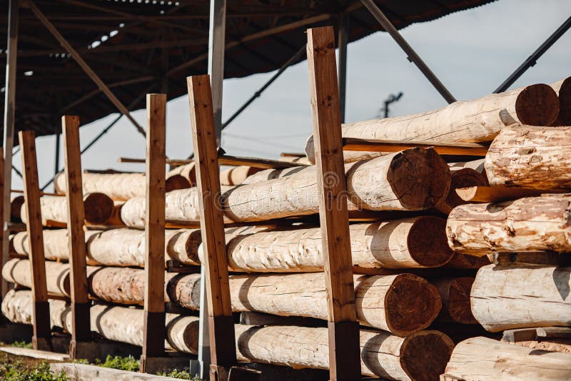 Cedar Logs in Sawmill for Export or Building Wooden House Stock Photo ...