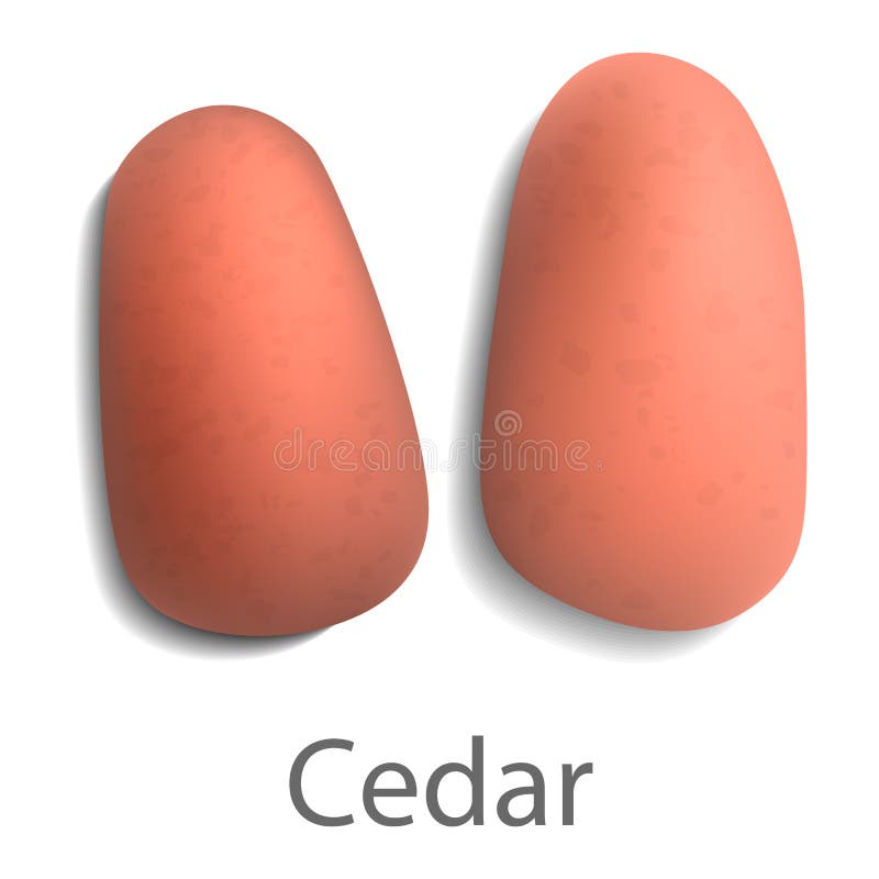 Cedar Mockup, Realistic Style Stock Vector - Illustration of natural ...