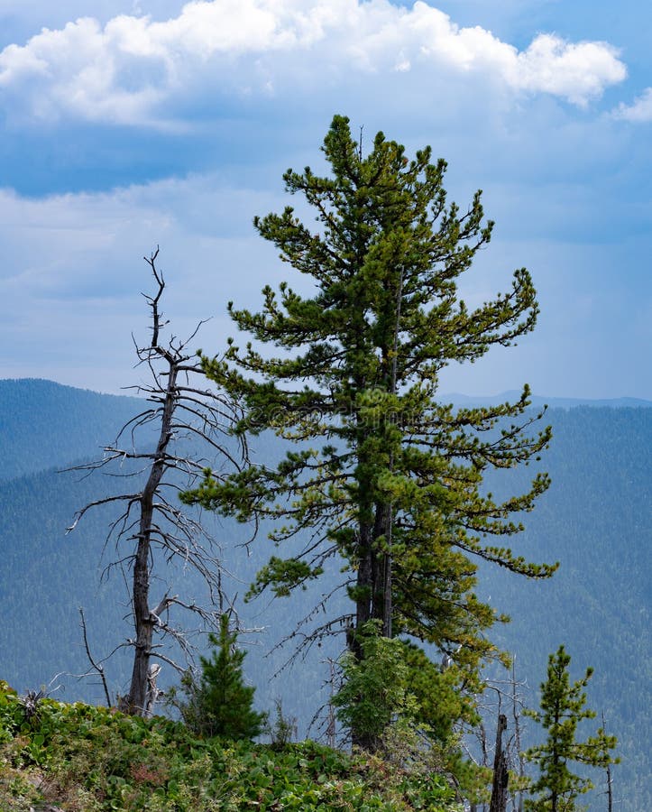 Cedar with Mountains and Sky in the Background Stock Image - Image of ...