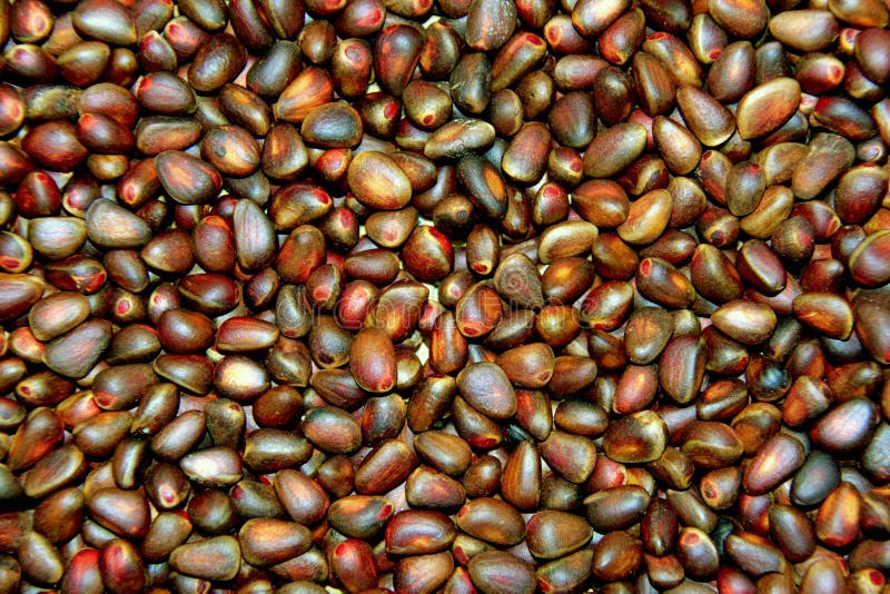 Cedar nuts stock photo. Image of diet, wood, sweet, seeds - 16049404