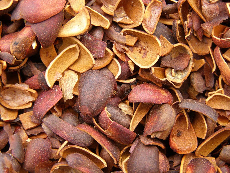 Cedar nuts stock photo. Image of food, nuts, healthy - 31359910