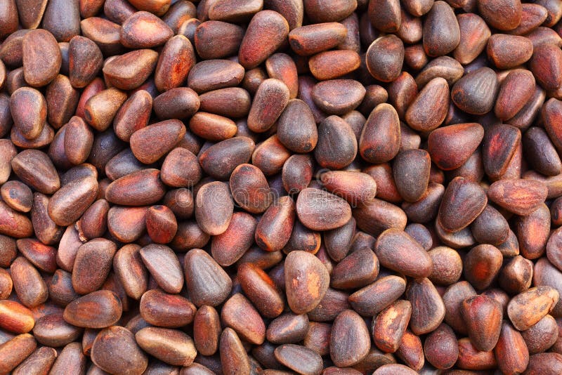 Cedar Nuts in a Brown Shell Stock Photo - Image of peel, handful: 213371766