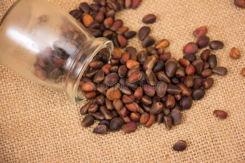 Cedar nuts stock image. Image of health, fruit, close - 55383413