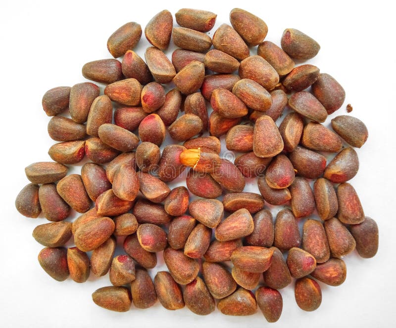 Cedar nuts stock image. Image of handful, pine, pinoli - 81483401