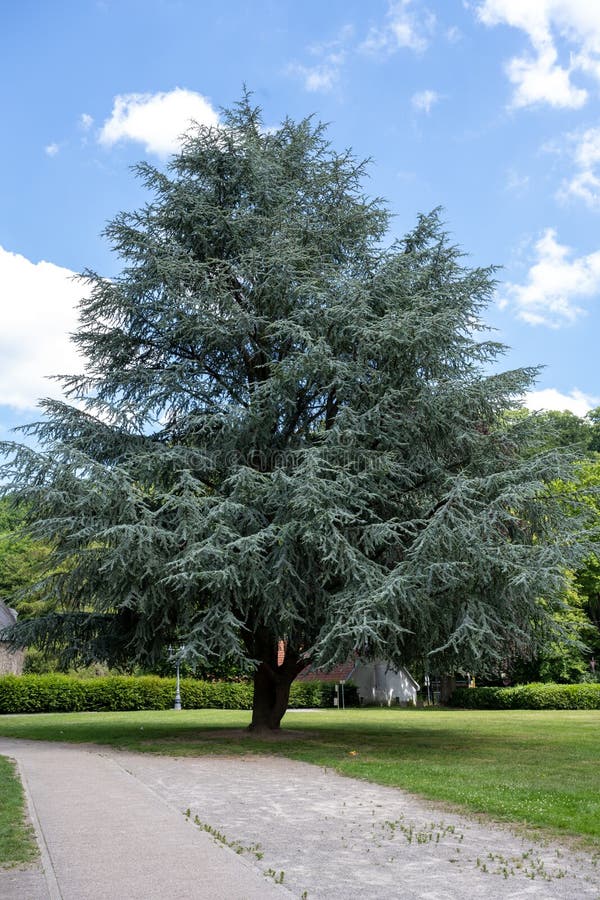 Cedar, Old Cedar Tree in Park in Germany in Summer with Blue Sky and ...