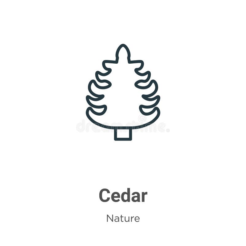 Cedar Outline Vector Icon. Thin Line Black Cedar Icon, Flat Vector ...