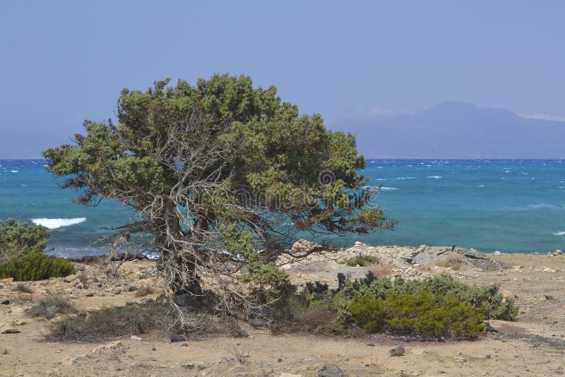 Cedar in the sea stock photo. Image of beach, seascape - 19717008