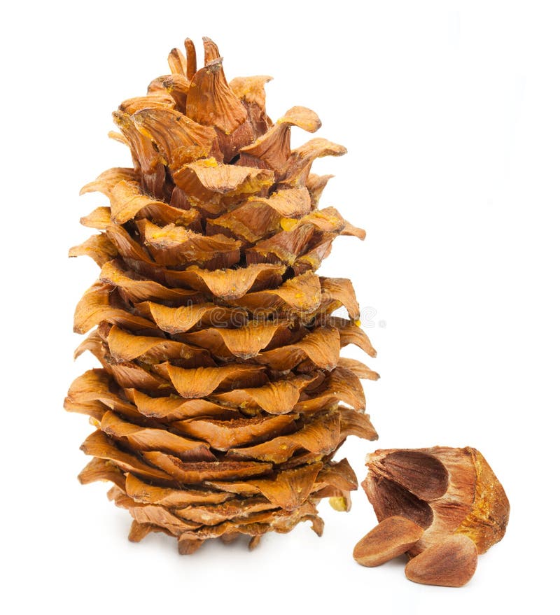 Nuts from cedar pine cone stock image. Image of siberian - 38092107