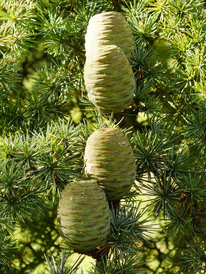 Cedar pine cones stock photo. Image of needles, decoration - 1274386