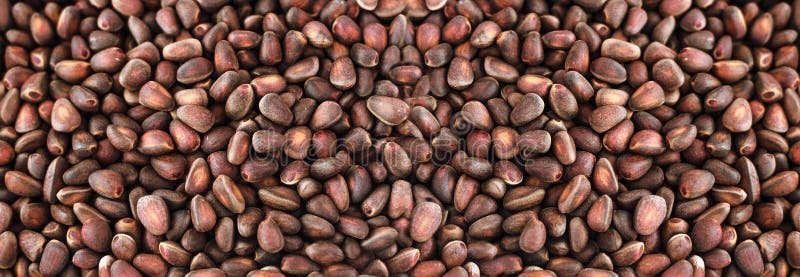 Cedar Pine Nuts Texture Background, Fresh Siberian Pine Seeds Pattern ...