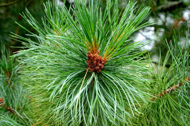 Cedar pine stock image. Image of needles, cone, timber - 174648481