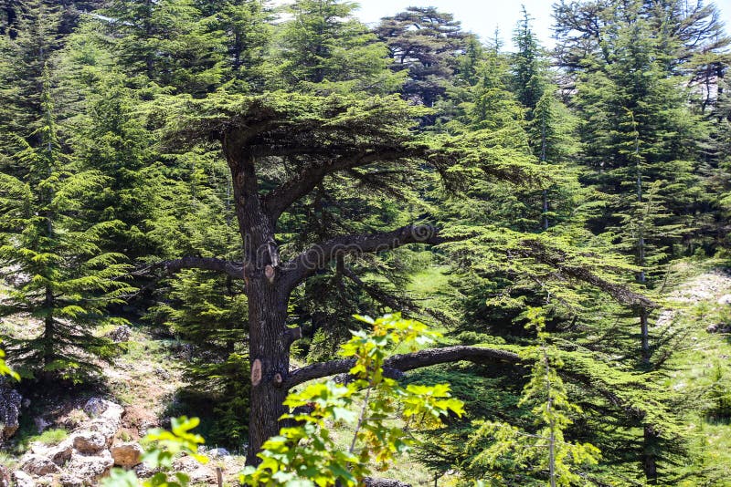 Cedar Pine Tree Forest with Dense Vegetation during Daytime Stock Photo ...