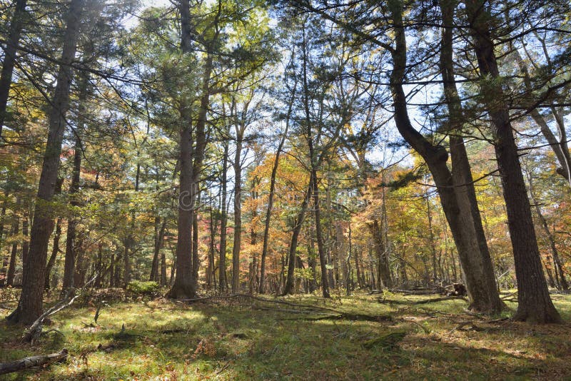 Cedar pines stock photo. Image of wilderness, nature - 141646358