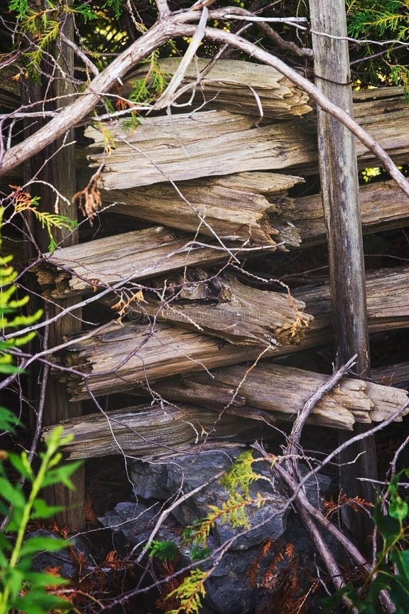 Cedar Rail Fence stock photo. Image of rural, weathered - 98459404