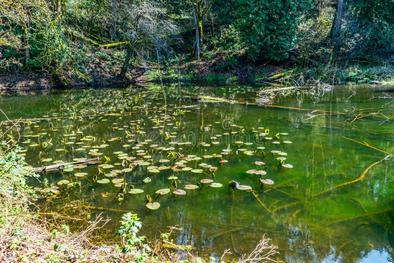 Cedar River Pond stock photo. Image of nature, state - 275333424