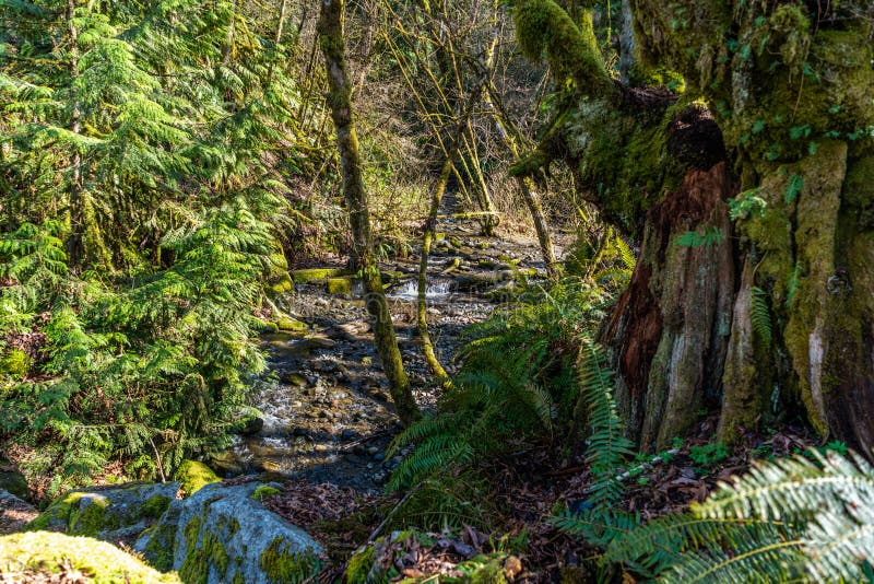 Cedar River Trail Stream stock photo. Image of washington - 276318760