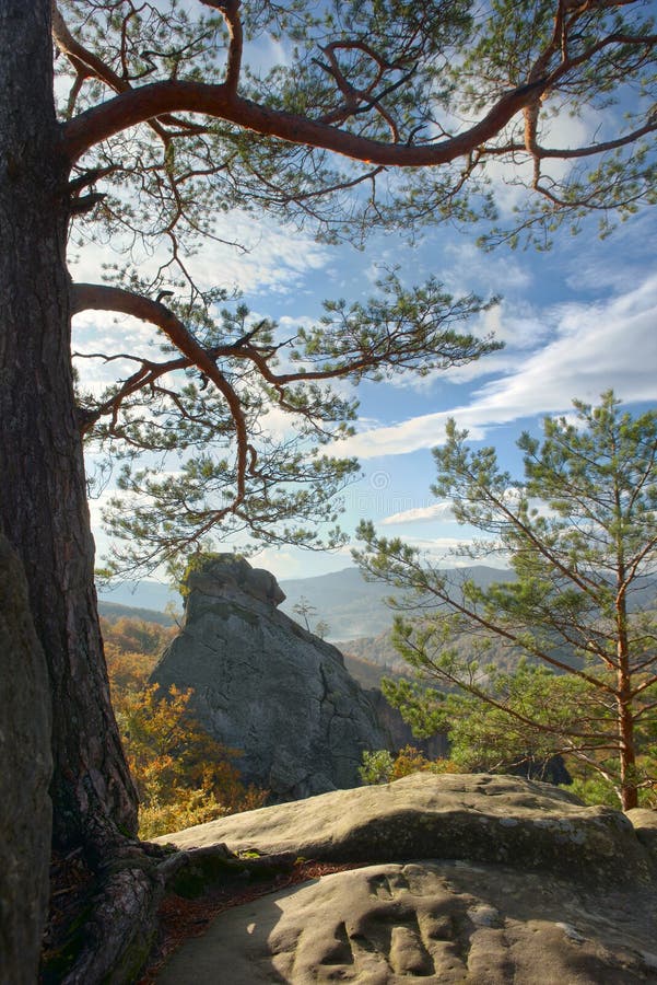 Cedar on a rock, stock image. Image of forest, tree, leaves - 62669281
