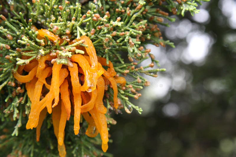 Rust 7 Picture. Image: 568744