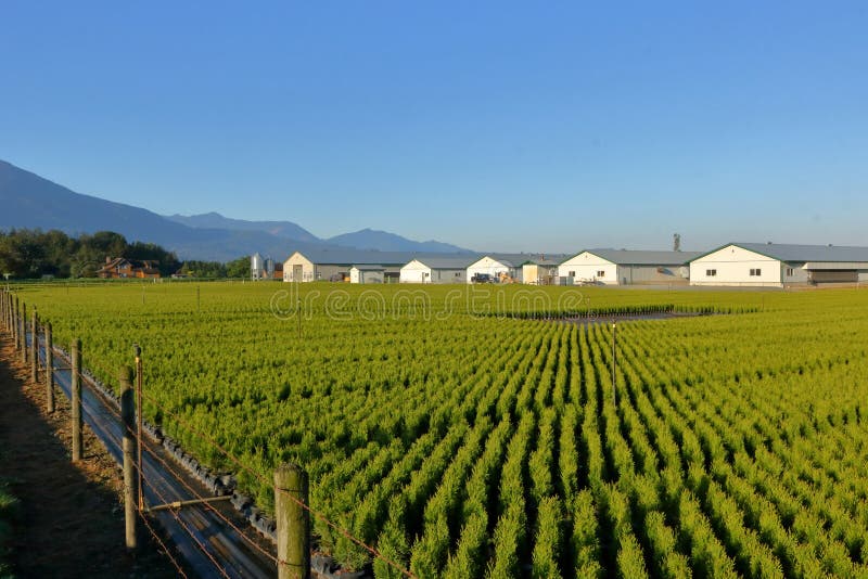 Cedar Sapling Tree Farm Business Stock Image - Image of flower, meadow ...