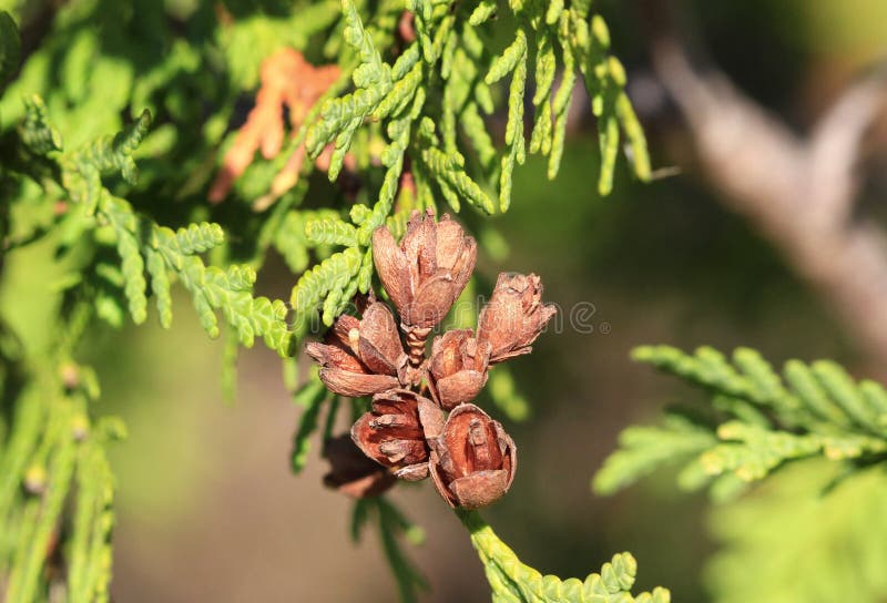 Cedar Seed Pods Opening Fall Stock Photo - Image of fruit, afternoon ...