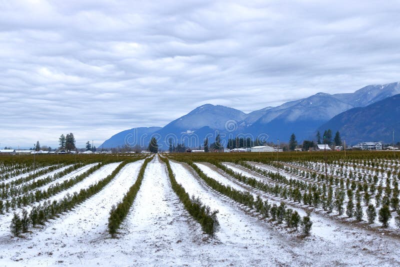 Cedar Seedling Farm in Winter Stock Photo - Image of plants, acre ...