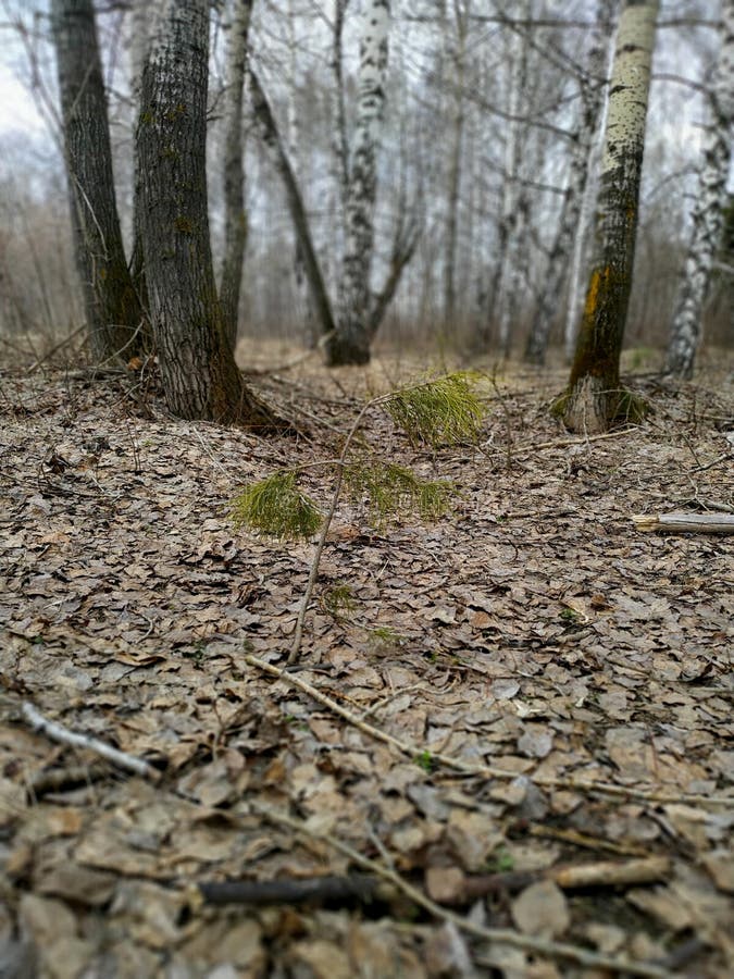 Cedar Sprout Makes Its Way To the Light, Shot in the Spring Forest ...