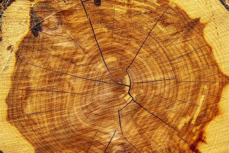 Cedar Stump stock photo. Image of rings, cedar, stump - 79222776