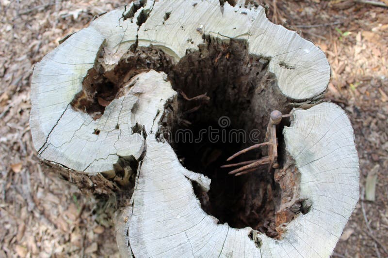 Cedar Stump stock photo. Image of rings, cedar, stump - 79222776