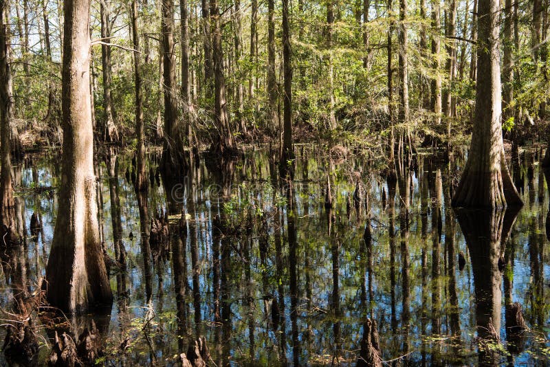Cedar Swamp em Florida foto de stock. Imagem de cedros - 103024710