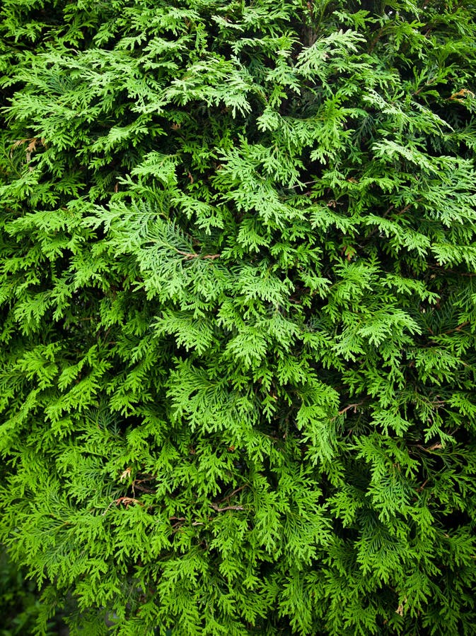 Japanese Cedar stock image. Image of plant, conifer, tree - 30001687