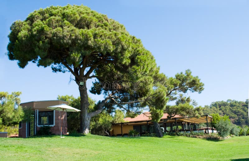 Cedar tree stock photo. Image of compost, green, grass - 12746412