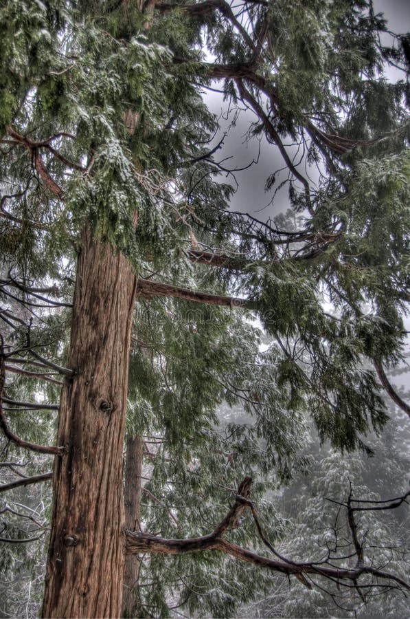 Cedar tree stock photo. Image of climate, maple, outdoors - 13140888