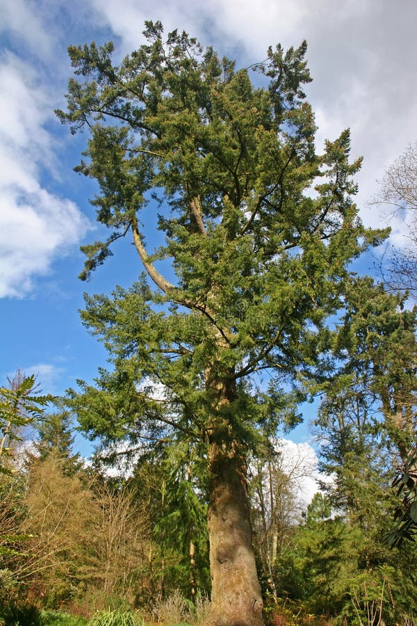 Cedar tree stock image. Image of blue, grass, country - 14580211