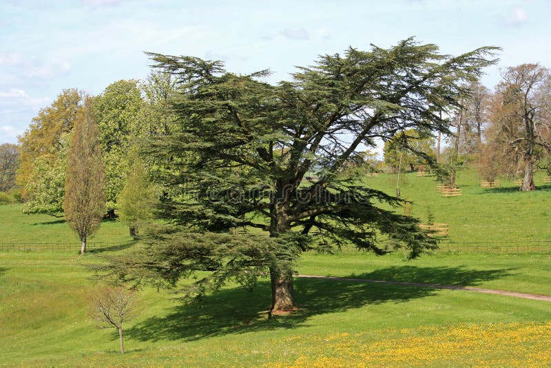 Cedar tree stock image. Image of cold, farm, hedge, england - 26378511