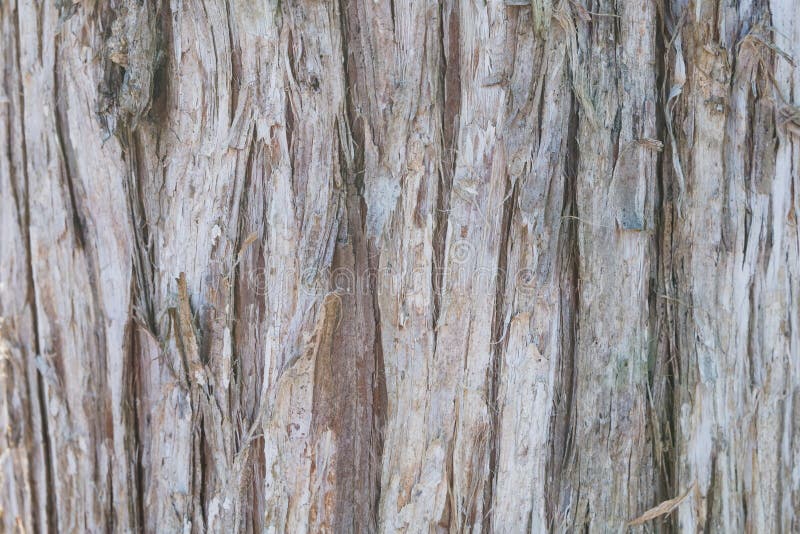 Cedar Tree Trunk Stock Photos - Download 3,423 Royalty Free Photos