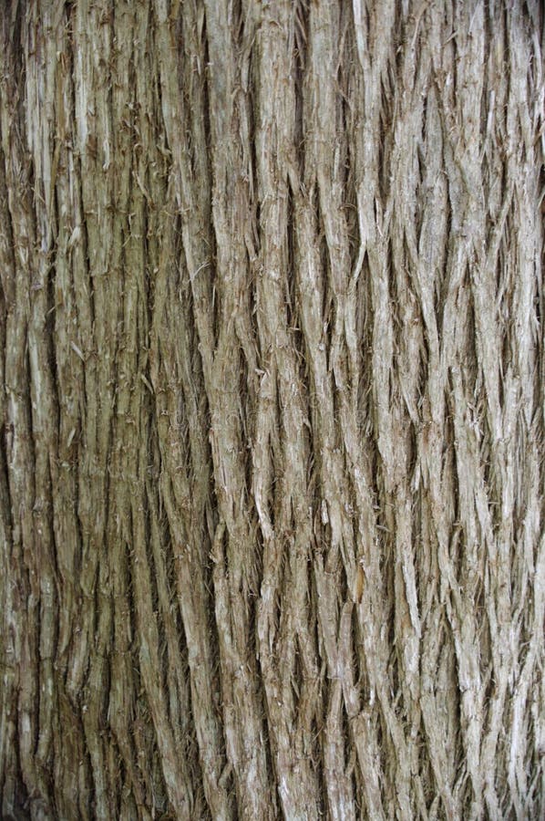 Cedar tree bark close up stock image. Image of cedar - 160223631