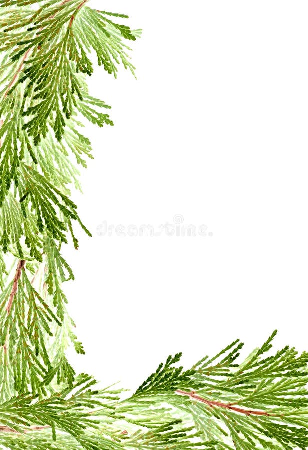 Cedar tree border stock image. Image of tree, greens, frame - 4660819