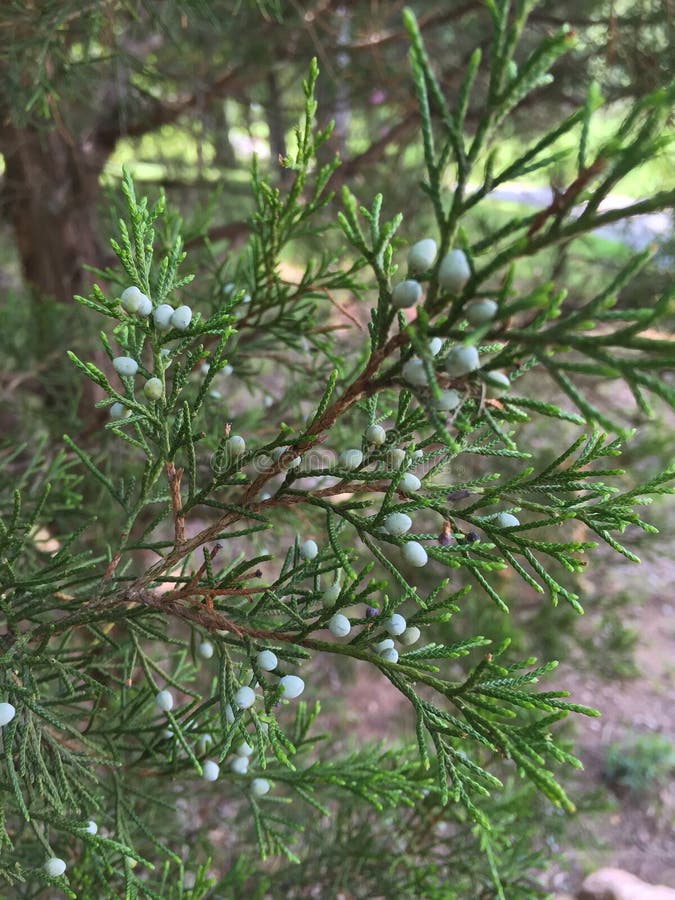 Cedar stock image. Image of tree, cedar, green, branch - 56818437