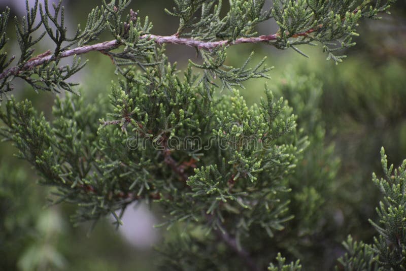 Cedar Tree Branch Close Up stock image. Image of closeup - 125019347