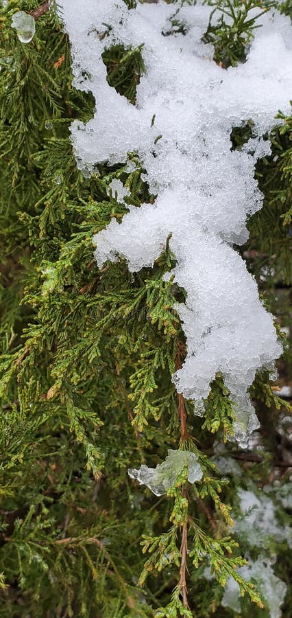 Cedar branch and snow! stock photo. Image of spring - 179560840