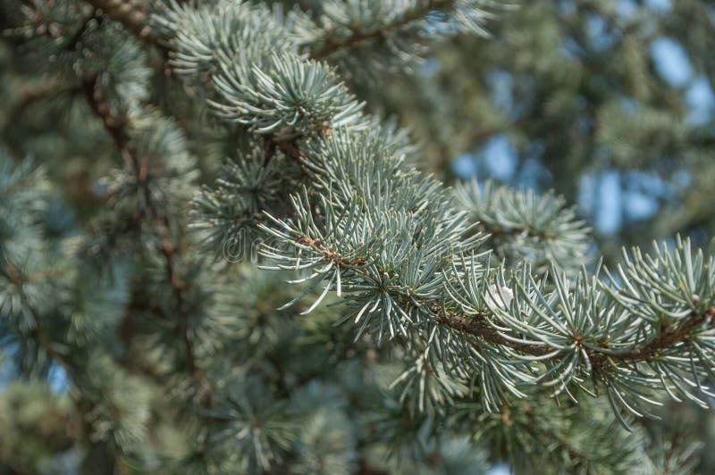 Cedar Tree Branch at Spring Stock Image - Image of urban, sunny: 89858095