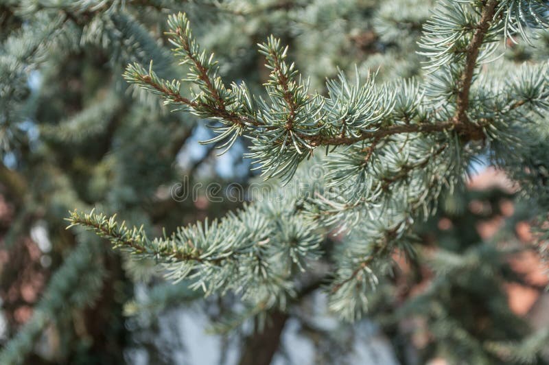 Cedar Tree Branch at Spring Stock Image - Image of green, focus: 89858109
